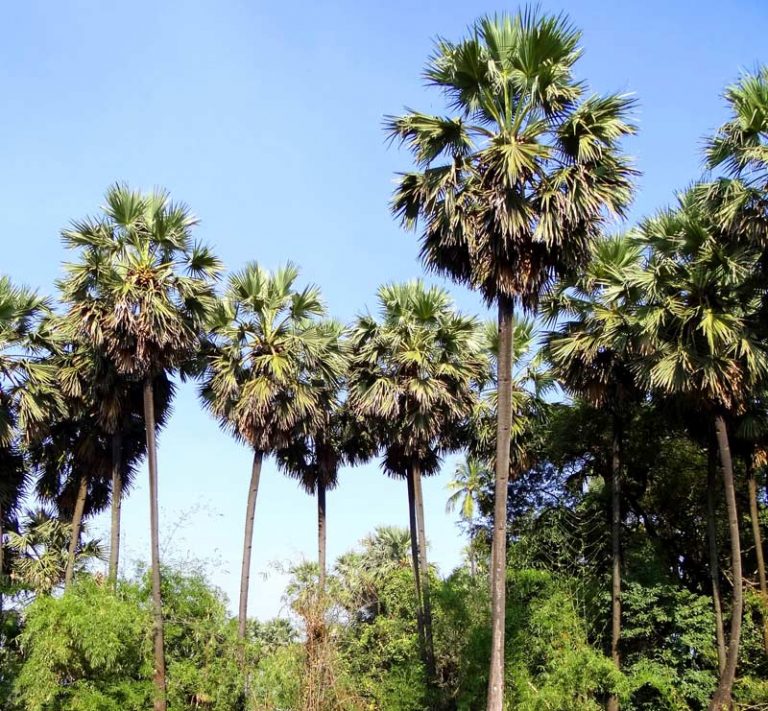 Bdélio. Qual o significado de "bdélio" na Bíblia?