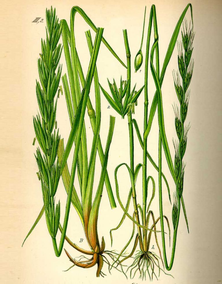 Joio — Qual o significado de "joio" na Bíblia?